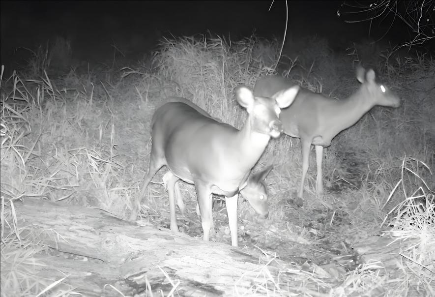 Night Vision: How Does It Work? - Guides and Skills