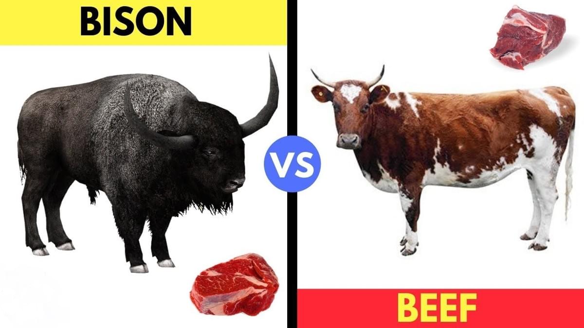 The Differences Between Bison and Beef