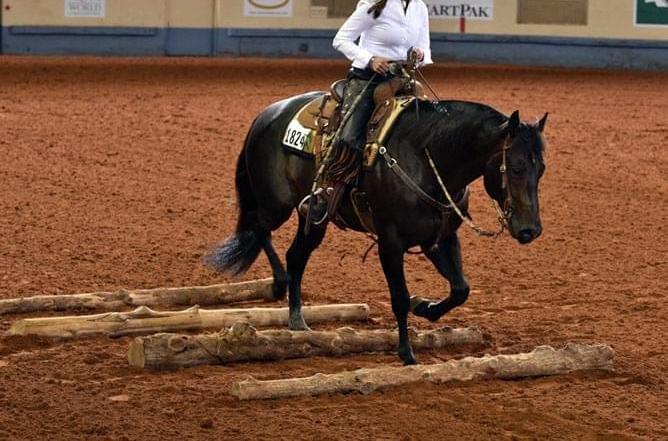 Stage d'équitation western "Ranch Riding, Ranch Trail,
