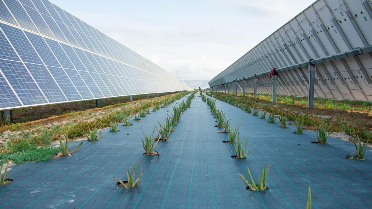 Agrivoltaico: Combinazione di pannelli solari e agricol...