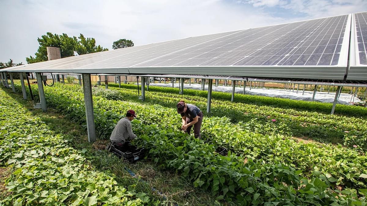 Agrivoltaico: Combinazione di pannelli solari e agricol...