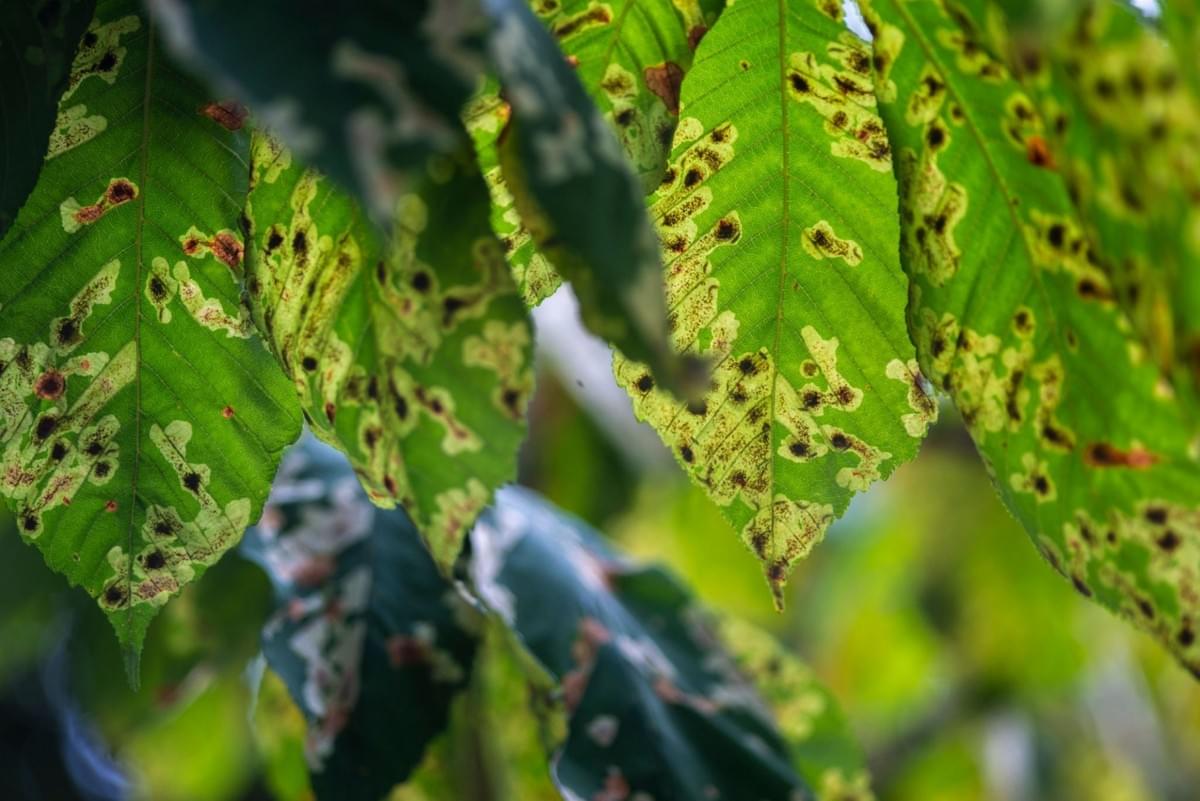Preventing Anthracnose: Recognizing Susceptible Tree Va...