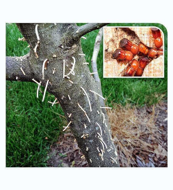 The silent tree killer: The ambrosia beetle and how to ...