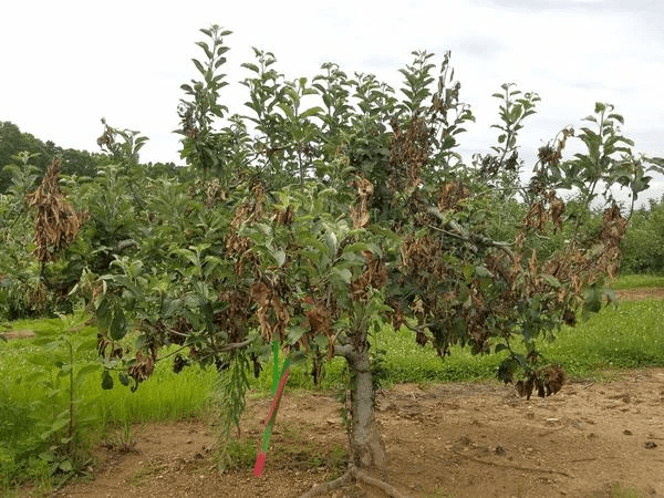 How can I treat my Apple Tree from Fire Blight?