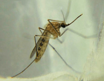 Current News: Global cases of Dengue Fever rising: The ...