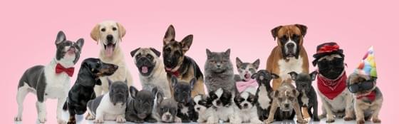 Two Things About Animals - - Williamsburg Hamlet Pets D...