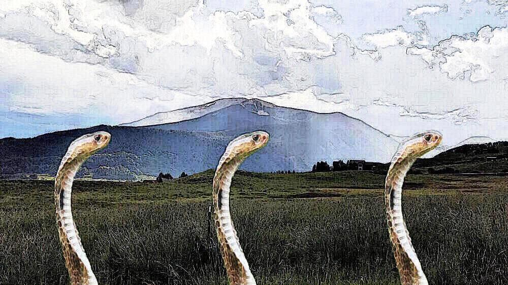 The Last Three Times I Saw a Snake - parenting the last...