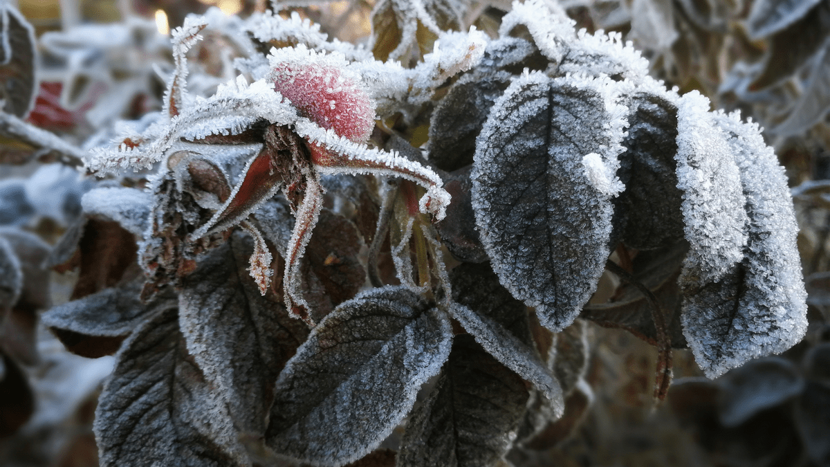 How to Treat Cold-Damaged Plants - Damaged Plants