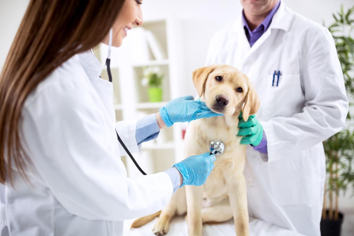 Ways to Become a Vet Assistant