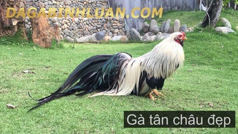Gà tân châu đẹp giống gà kiểng rất được ưa chuộng