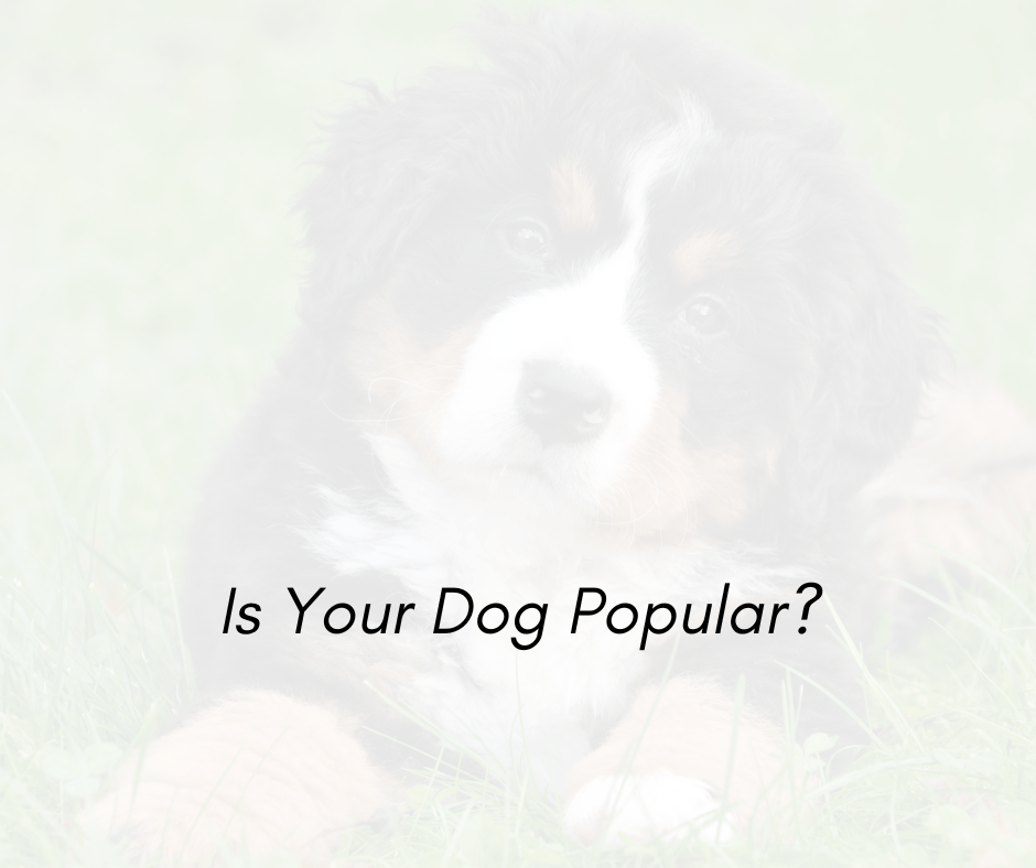 Is Your Dog Popular General Blogs is-your-dog-popular-general-blogs