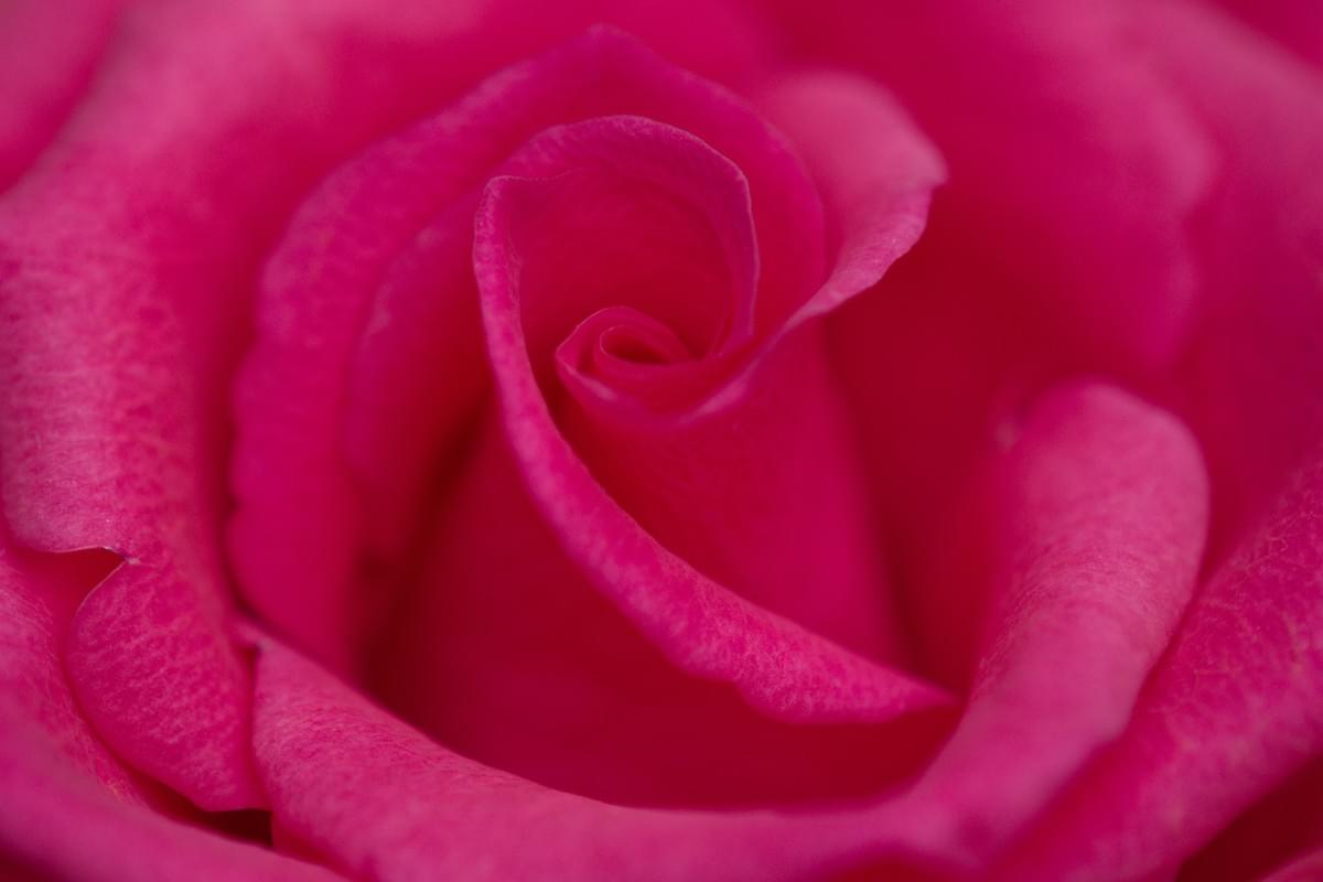 Stunning Pink Rose Meaning in Relationship Explained
