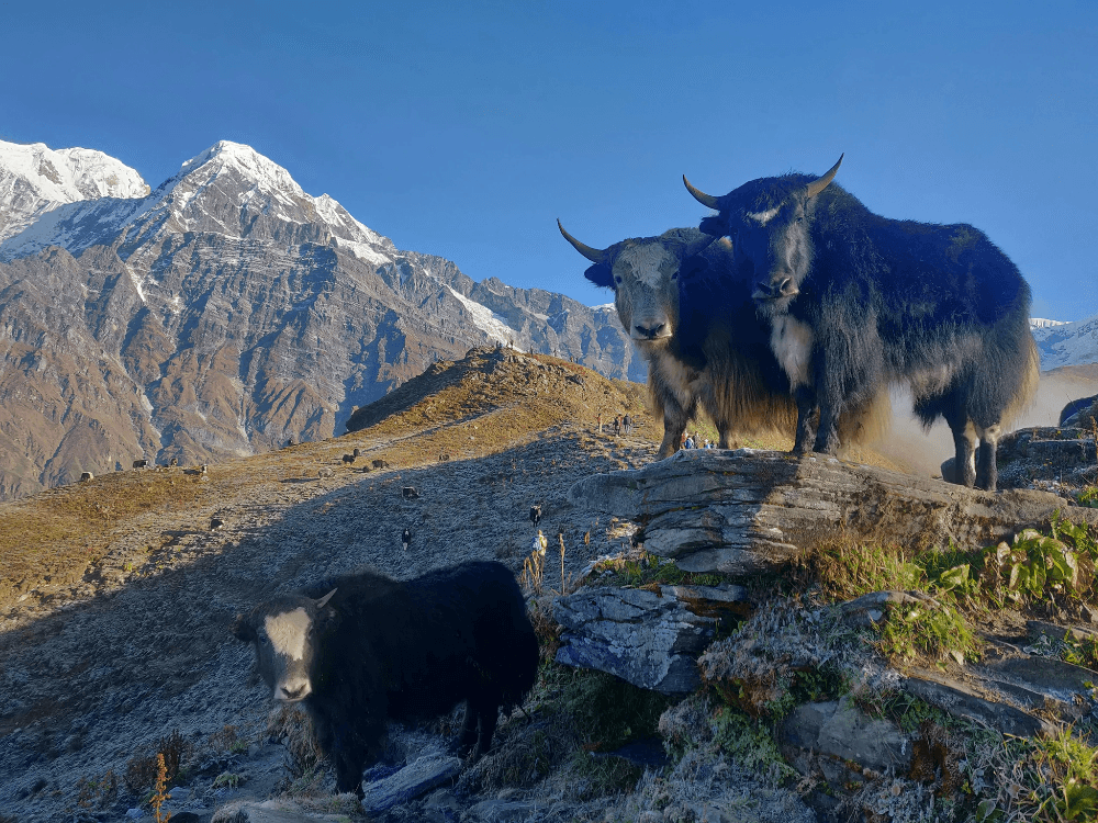Why the Tibet Yak Animal is Significant to Tibetan People | Guide Tibet