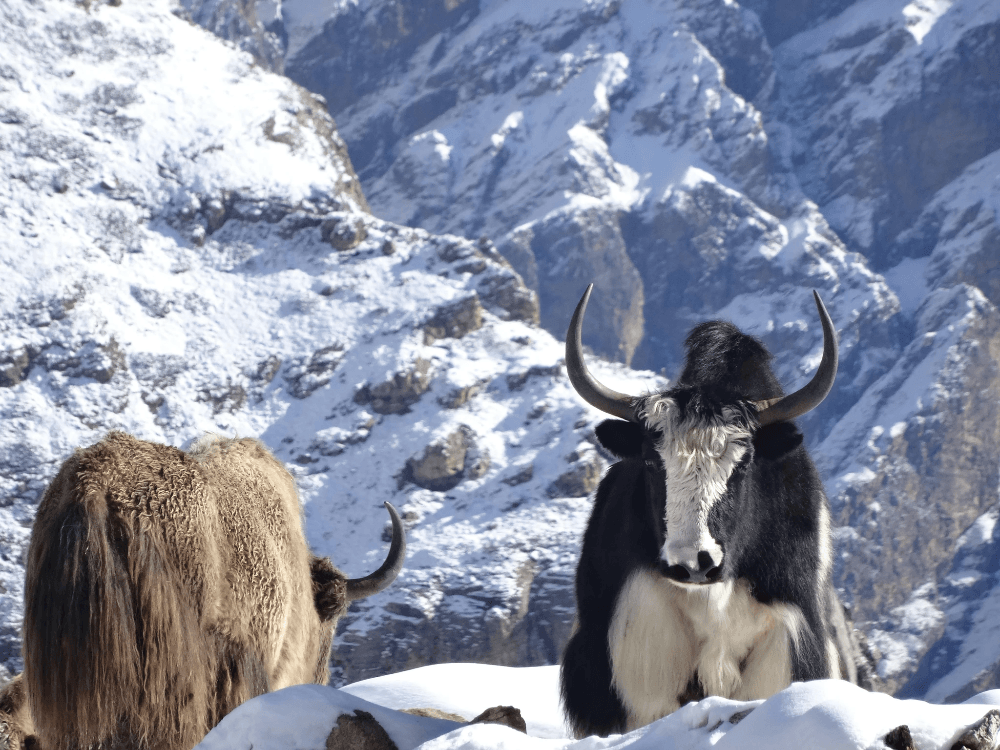 Why the Tibet Yak Animal is Significant to Tibetan People | Guide Tibet