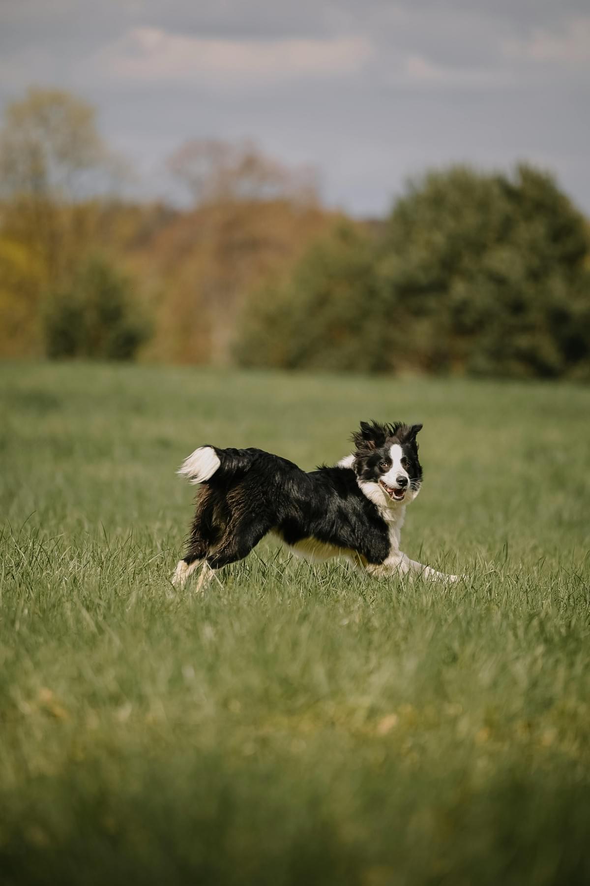 Effective and Affordable Dog Perimeter Collar Solutions