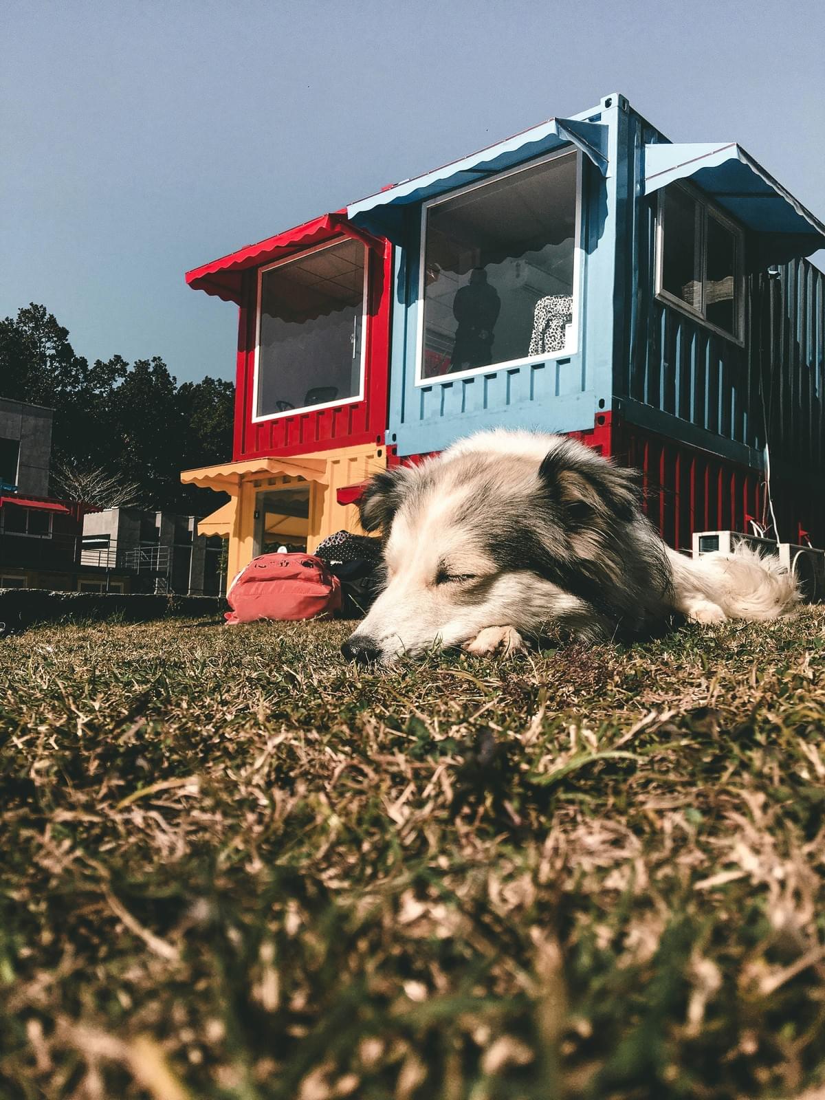 Effective AC for Dog House: Keep Your Dog Cool in Any C...