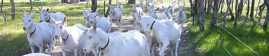 TRiiiON empowers Holy Goat Cheese - Customers