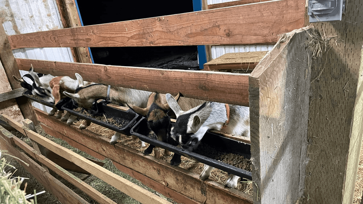 Best Goat Feeder *EVER*