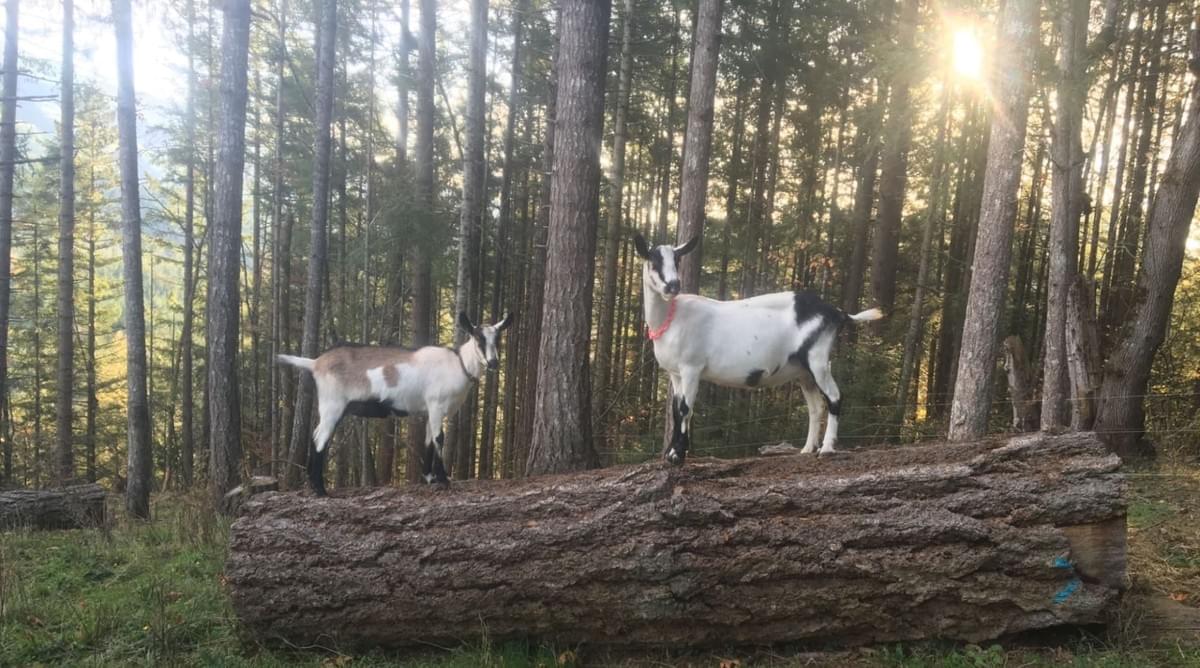 Goats are Intelligent Animals