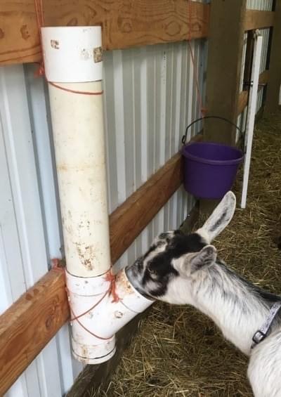 Basic Goat Care Information