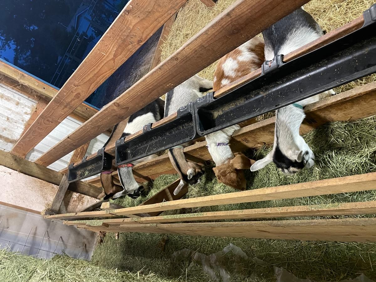 Best Goat Feeder *EVER*