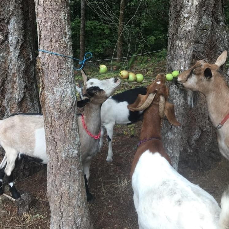 Goats are Intelligent Animals