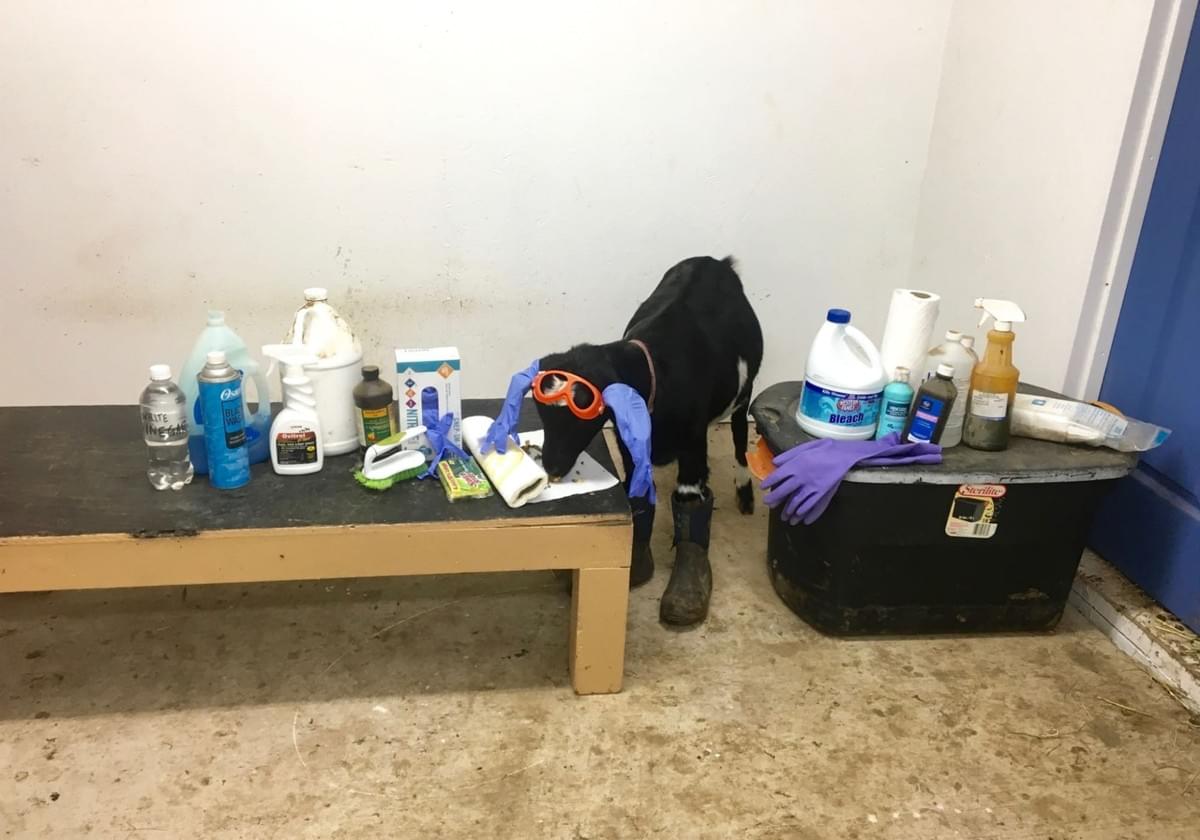 Biosecurity for Goats