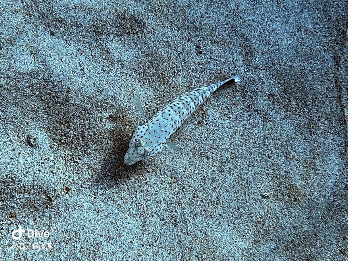 太平洋擬鱸 Parapercis pacifica - Marine Organism