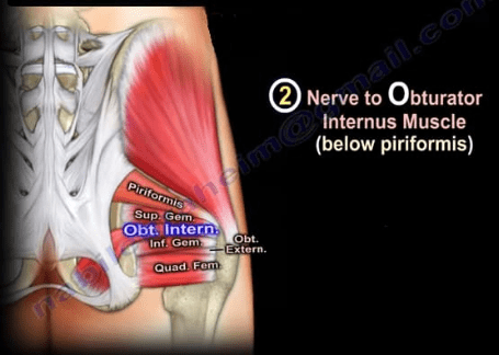 lesser sciatic foramen muscle