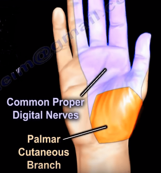 Pronator Teres Syndrome - Nerves Nabil Ebraheim Orthope...