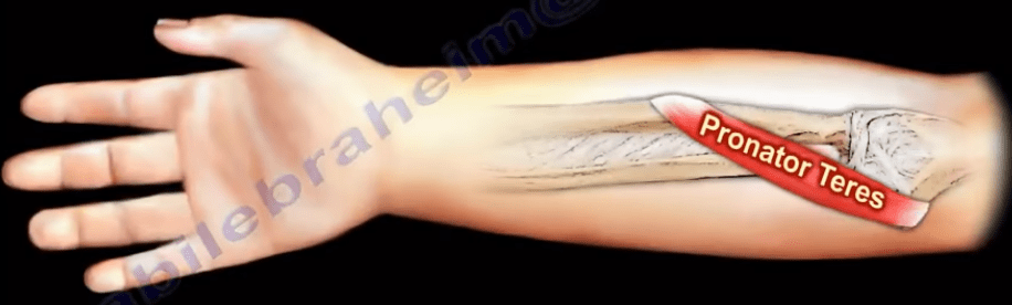 pronator teres function
