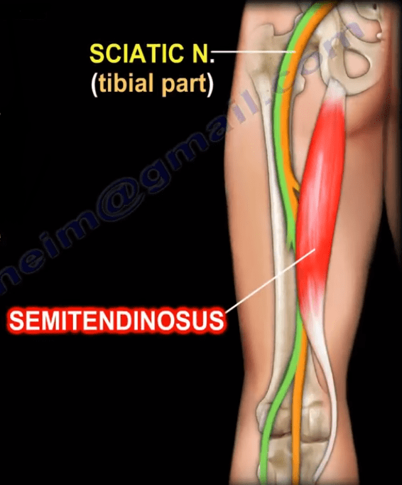 semitendinosus muscle function