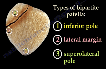 ossification center patella