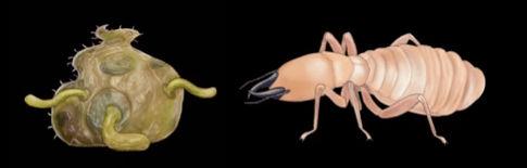 Bacteria and Termites - Healthcare Nabil Ebraheim bacte...