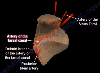Osteonecrosis, AVN of the Talus - Healthcare Orthopaedi...
