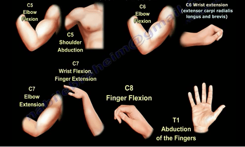 Conditions Affecting the Cervical Spine - Orthopedic Su...
