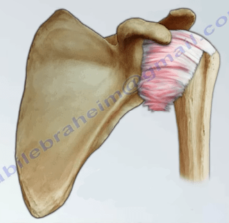 Frozen Shoulder - Healthcare Shoulder Orthopedic Surger...