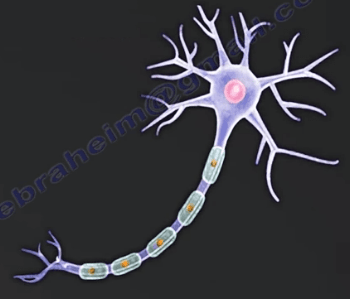 Double Crush Syndrome - Healthcare Double Crush nerve i...