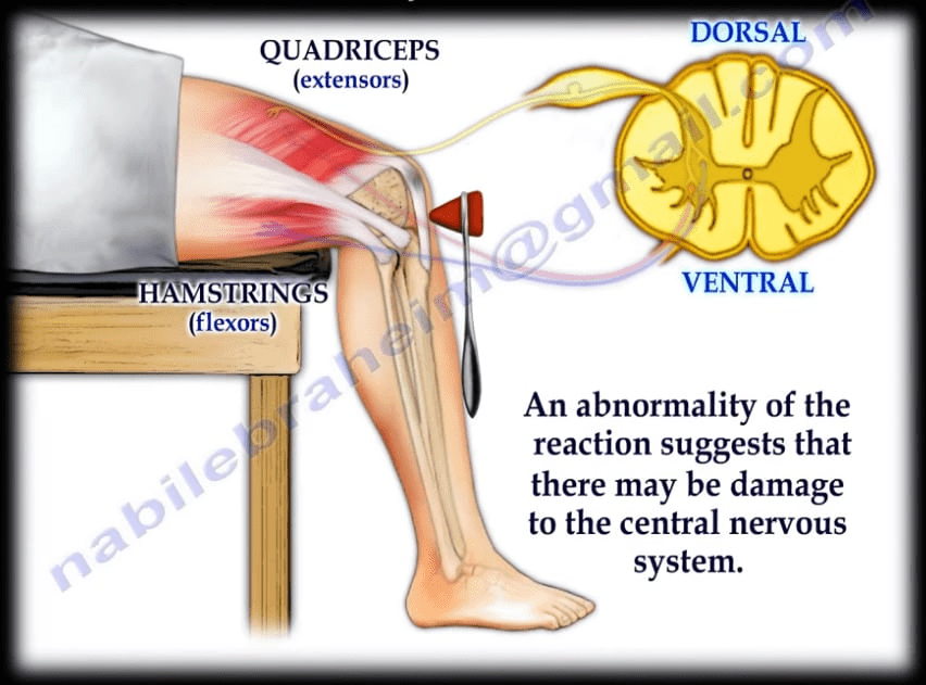 patellar reflex nerve