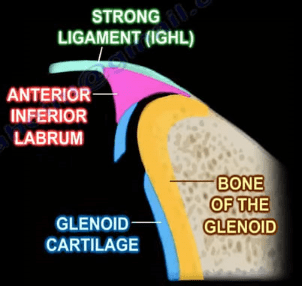 Lesions of the Shoulder- GLAD Lesion - lesions Healthca...