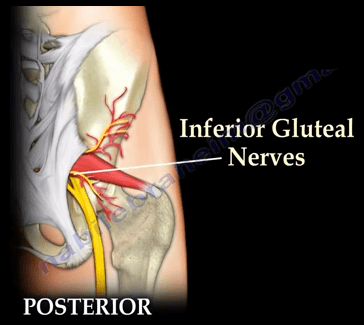 gluteal nerves function