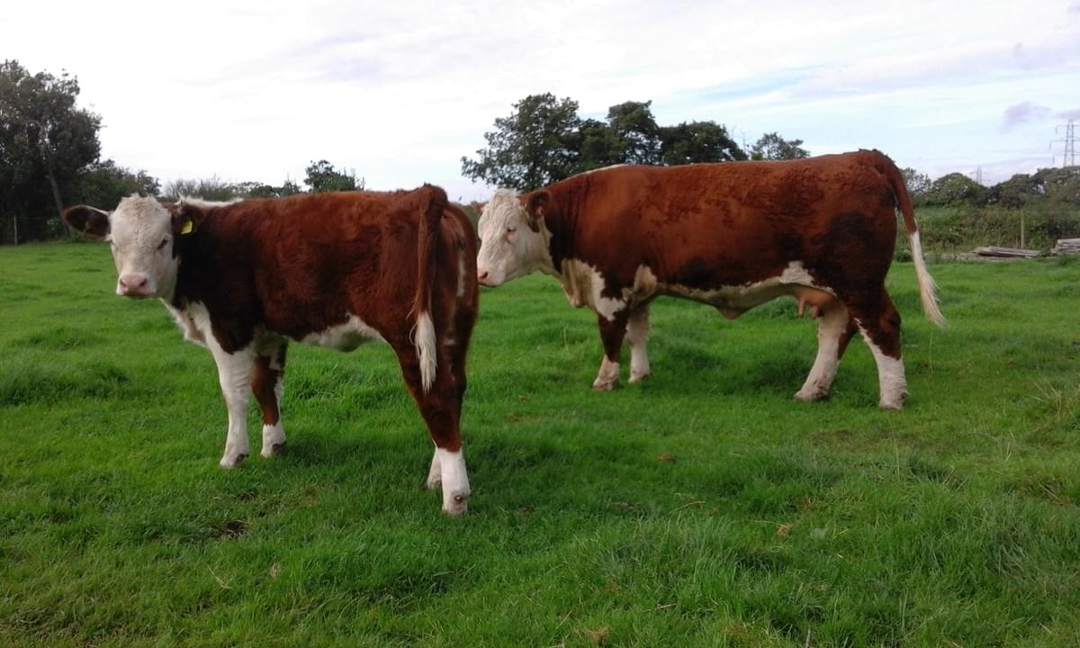 Draft of In-Calf Cows for sale