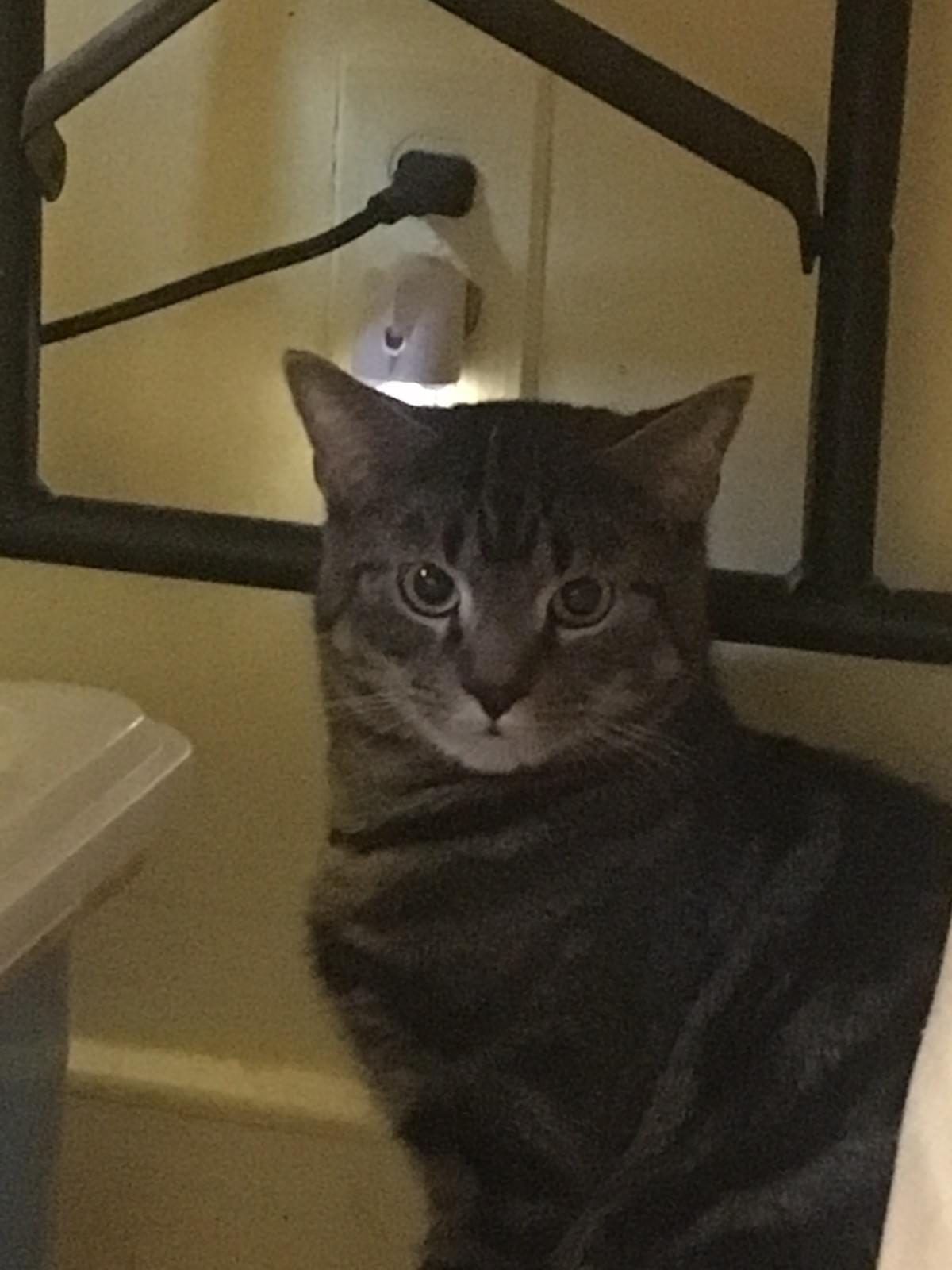 Meet Tabby