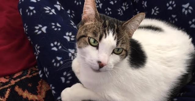 Lyra has found her Foster!