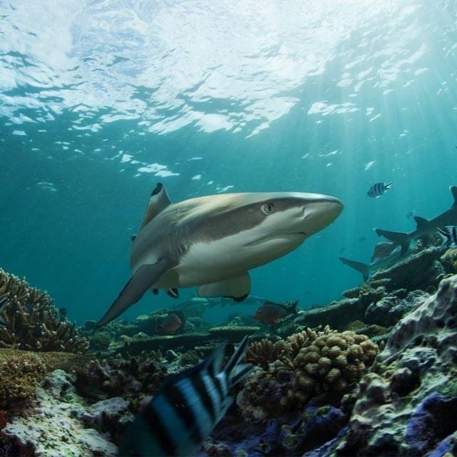 Shark cuddling optional