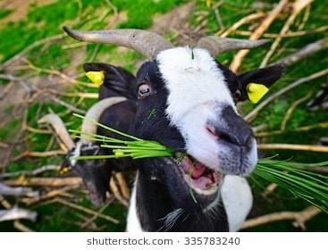 Goat Busters - Cyprus goats