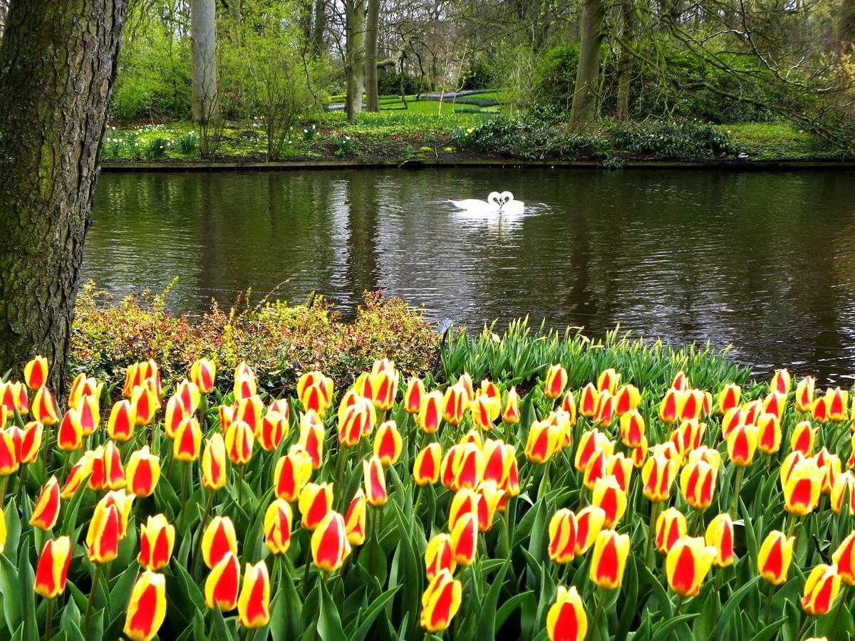 Tulip season in The Netherlands (EN) - EN VOYAGE