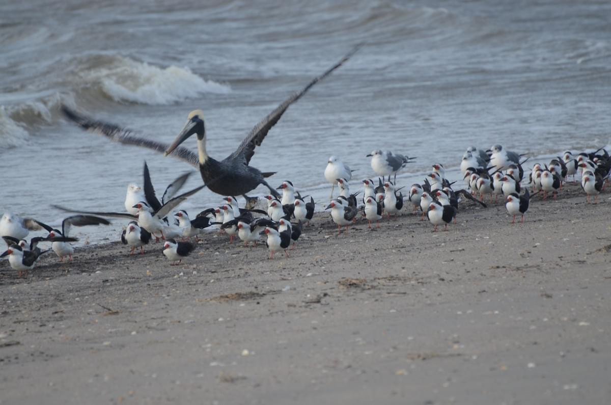 Ormond Annuities & Insurance Solutions