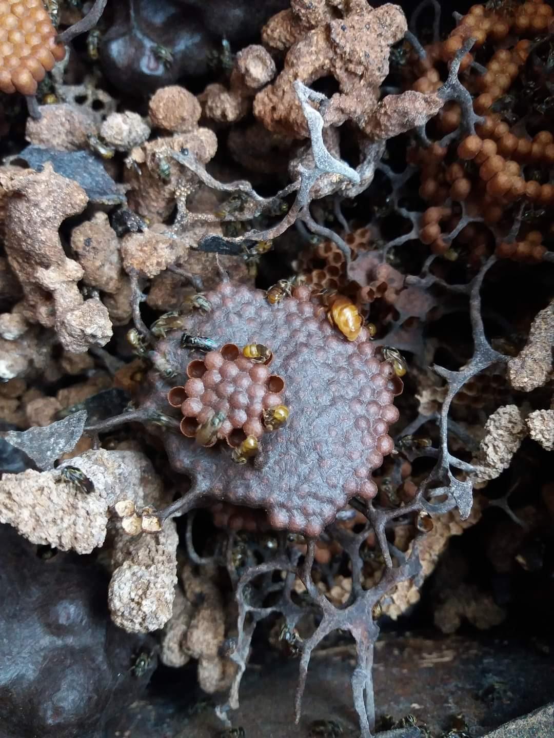 Melipona beecheii, "the sacred Mayan bee" - meliponahon...