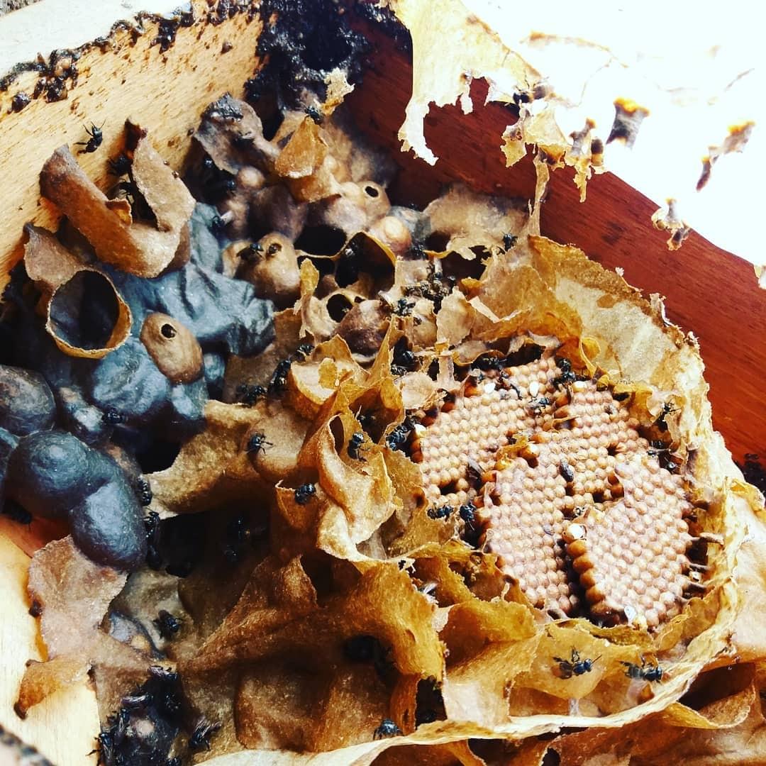 Melipona Honey Secrets - Melipona Honey Stingless Bee H...